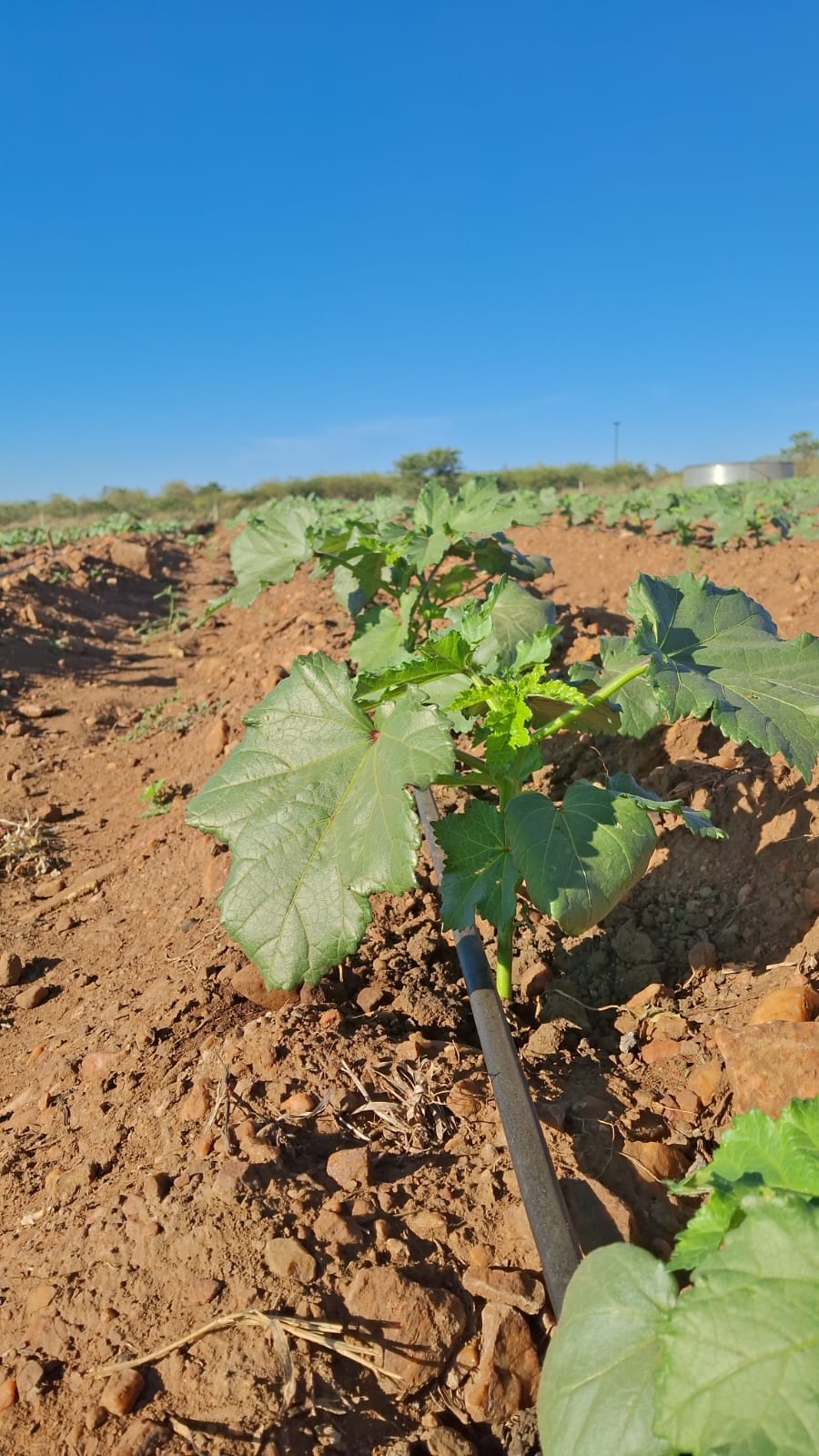 Agrinema Farm - Fresh Vegetables, Poultry & Ice Products | Limpopo ...
